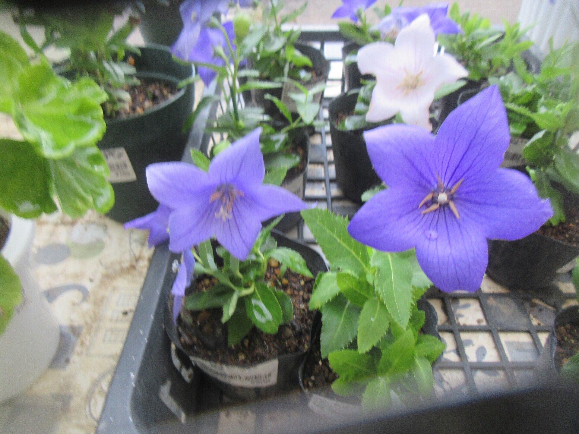 大根予定地/栗100粒拾う: 小人閑居