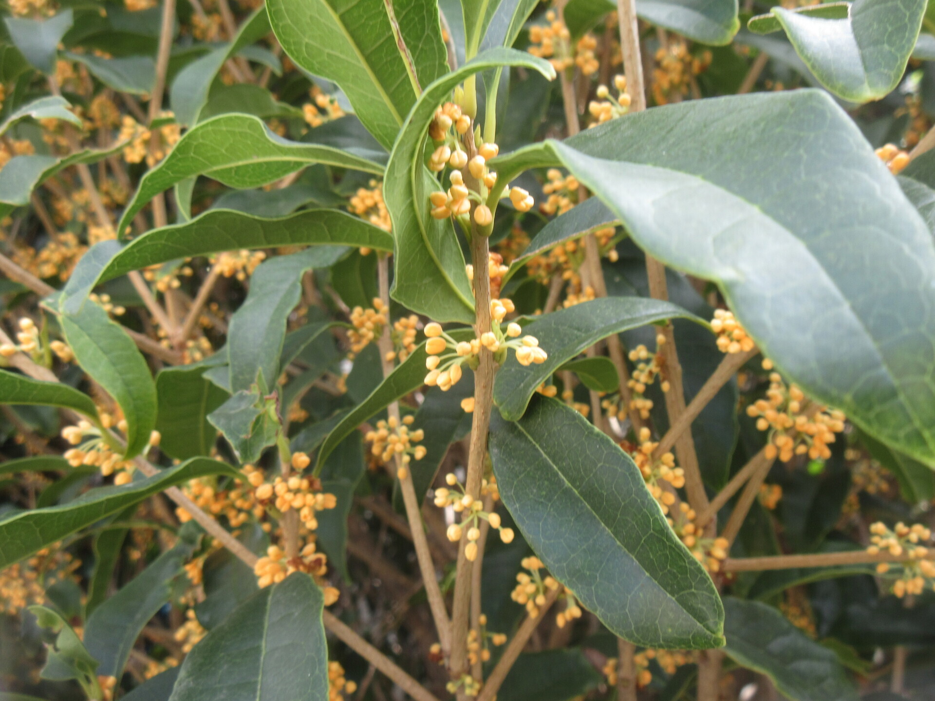 川柳入門講座/金木犀香る: 小人閑居