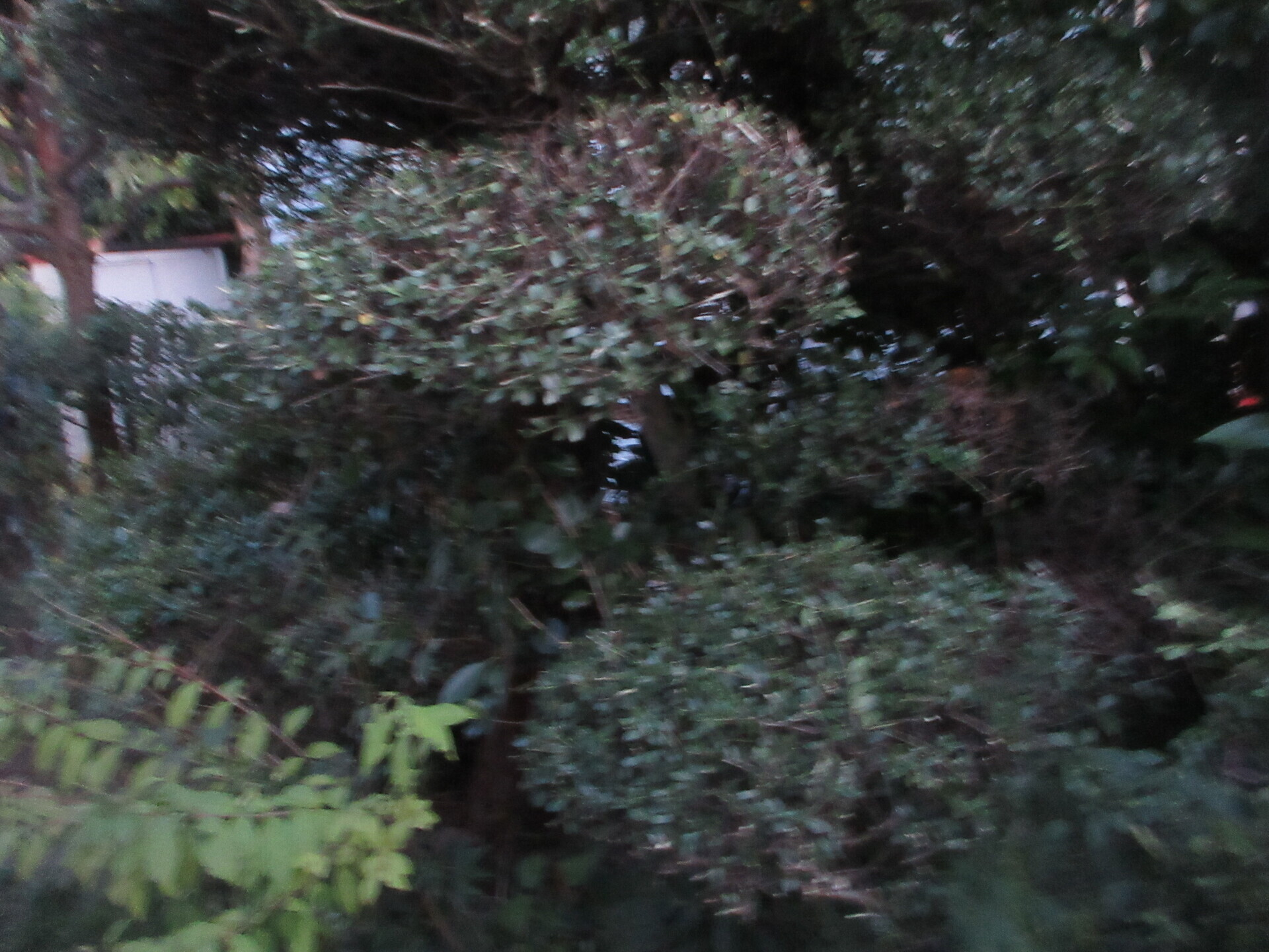 ゴーヤーネット撤去/ヒバの刈込: 小人閑居